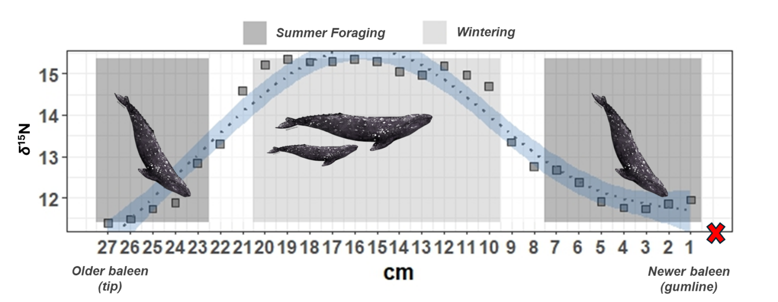 Baleen analyses reveals patterns in foraging ecology and stress physiology in gray whales prior ...