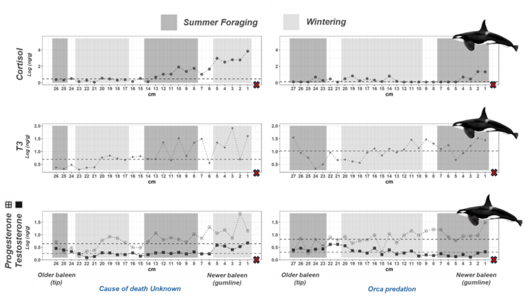 Baleen analyses reveals patterns in foraging ecology and stress ...