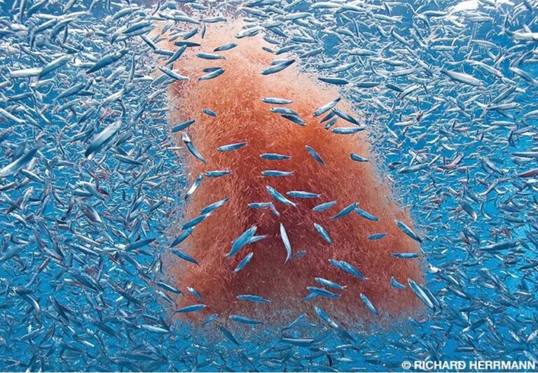 Good enough to eat: Dynamics of krill prey quality – Geospatial Ecology ...