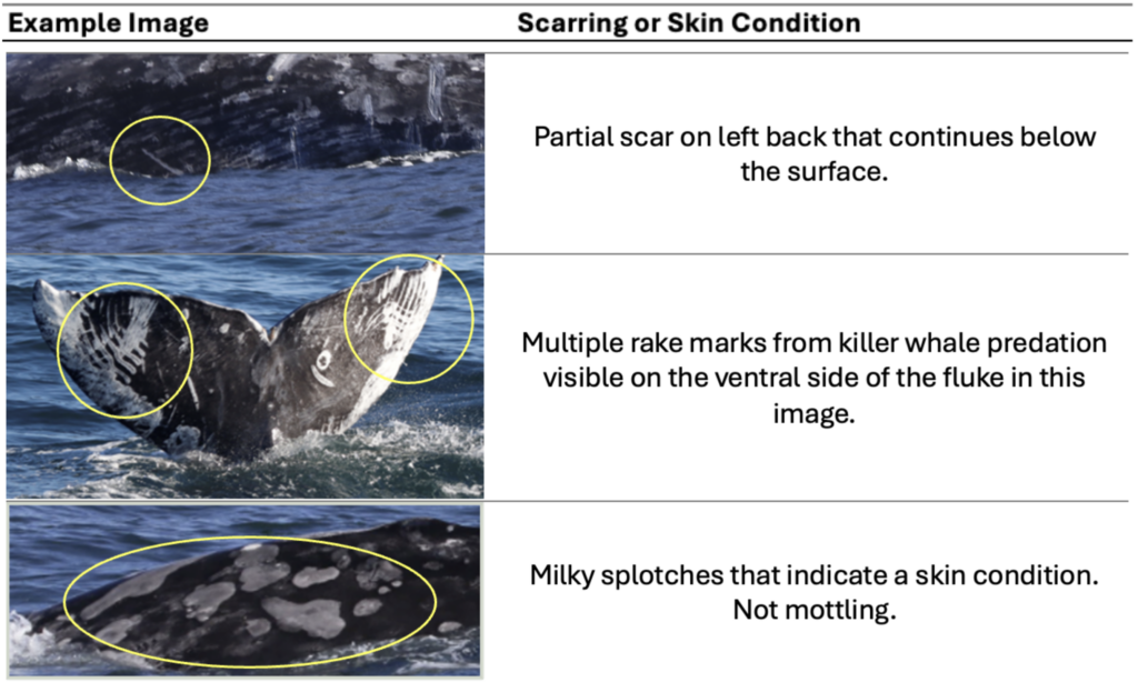 Are You Seeing Scars Too?: Examining Gray Whale Scars and Skin ...