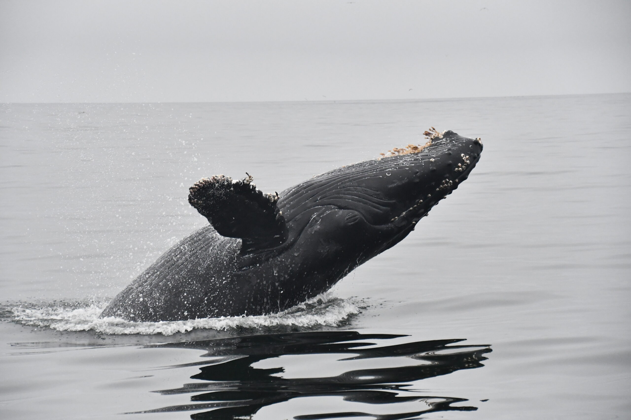 Toward an enhanced understanding of large whale ecology: a standardized ...