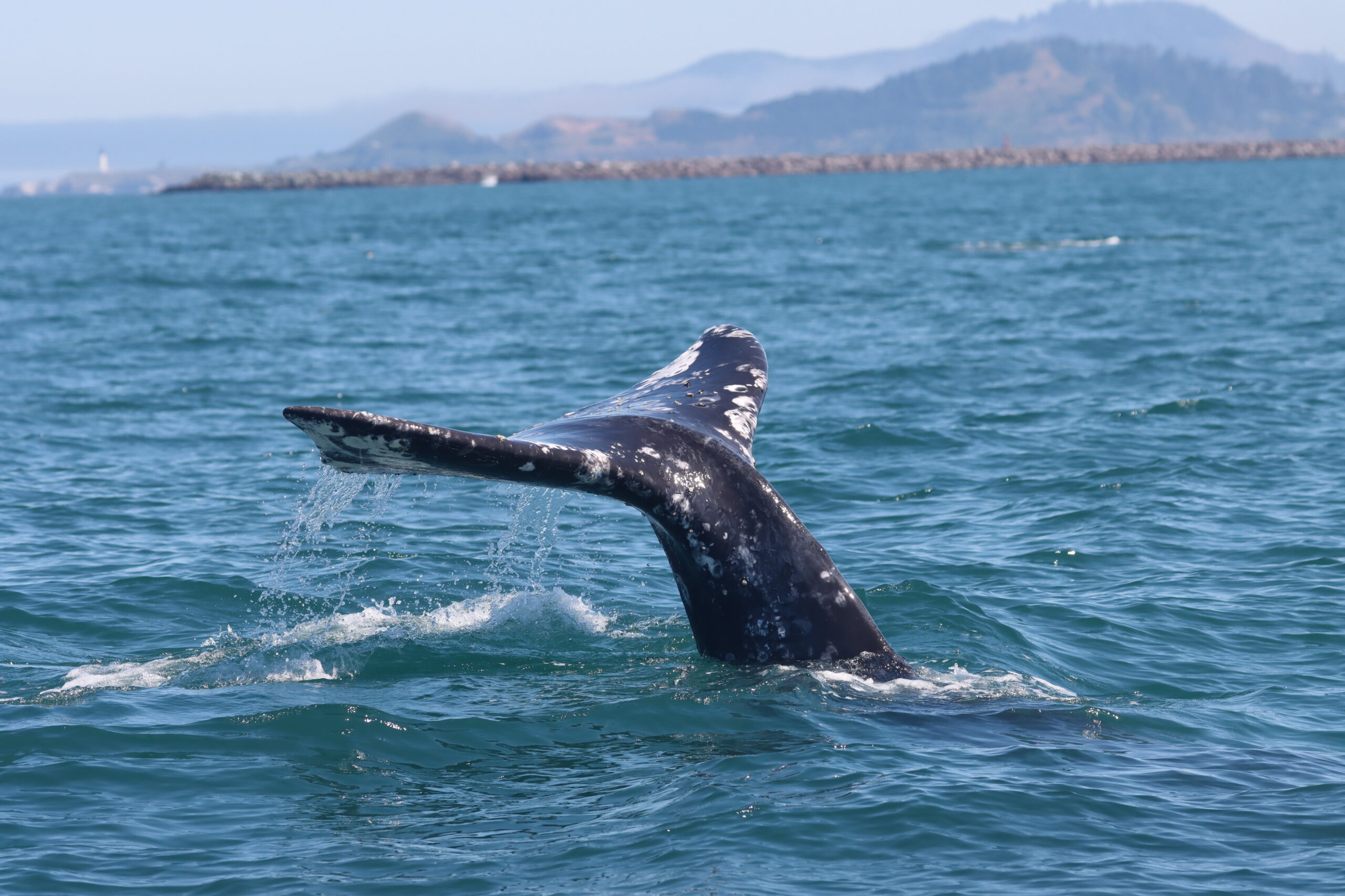 New GEMM Lab study indicates troubled times for PCFG gray whales ...