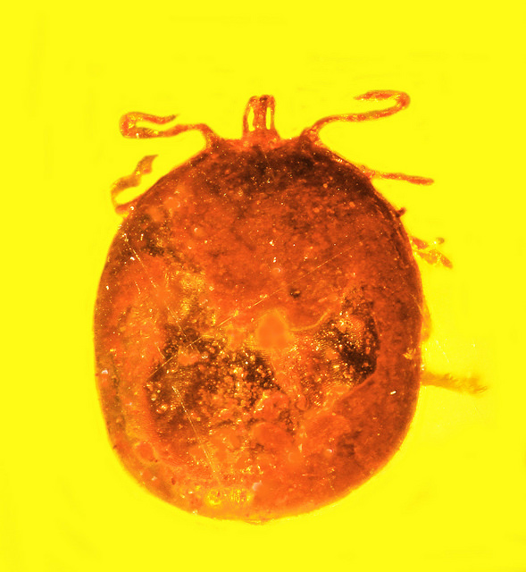 iMPACT | First fossilized red blood cells from ancient mammal identified