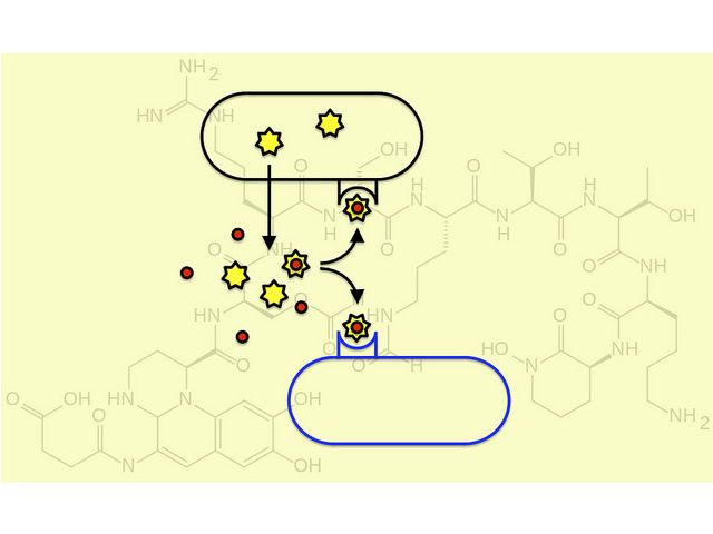 iMPACT | Cooperate or cheat? For bacteria, depends on available food
