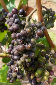 The Grape Depression: Powdery Mildew in Willamette Valley Vineyards ...