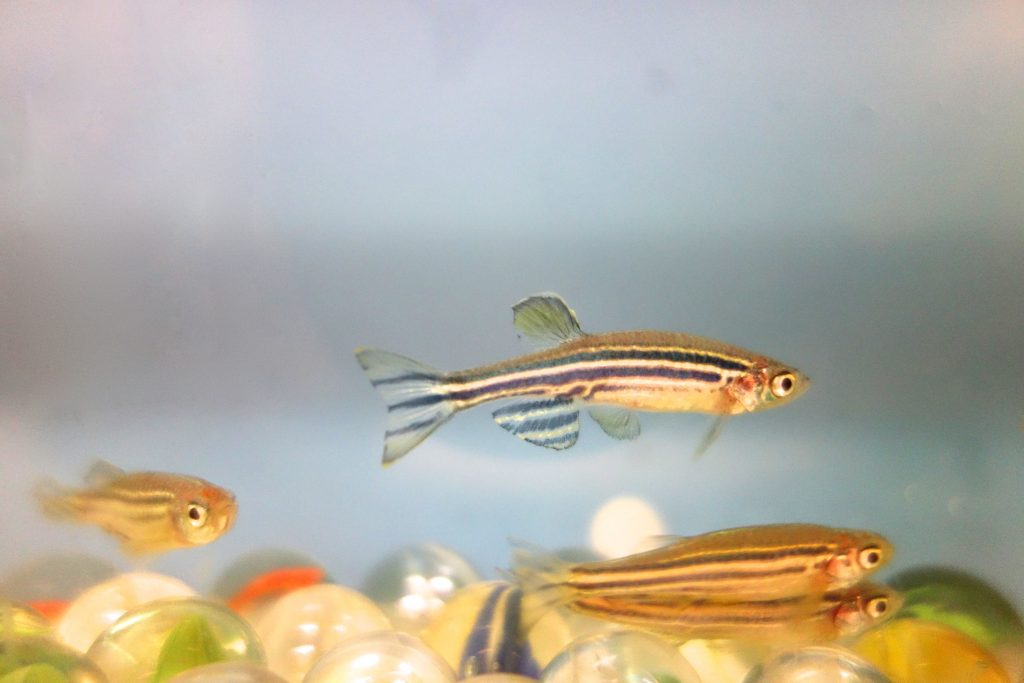 Zebrafish sentinels: studying the effects of cadmium on biology and ...