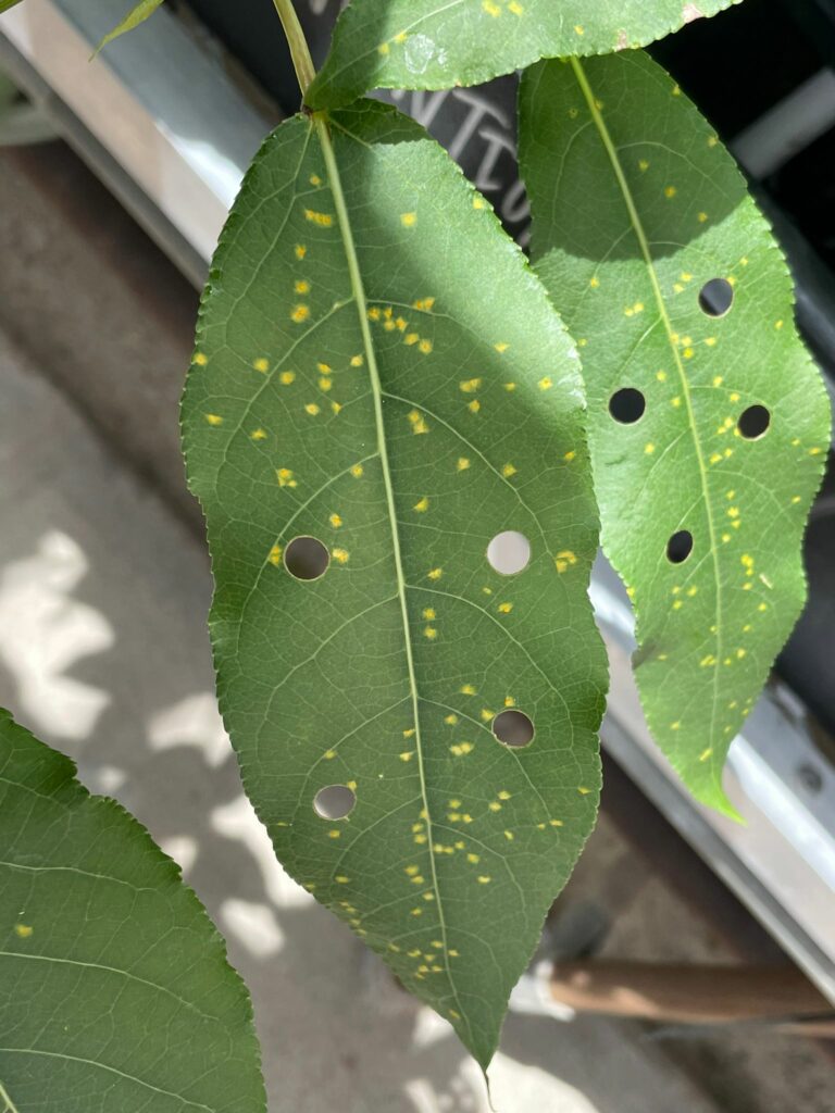 How to help rusty plants | Inspiration Dissemination