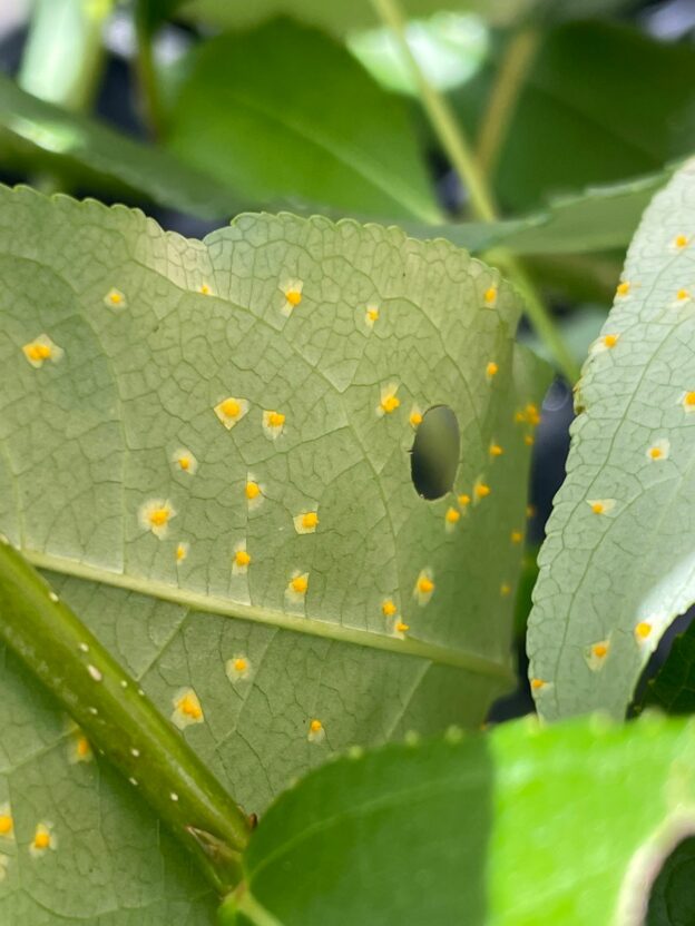 How to help rusty plants | Inspiration Dissemination