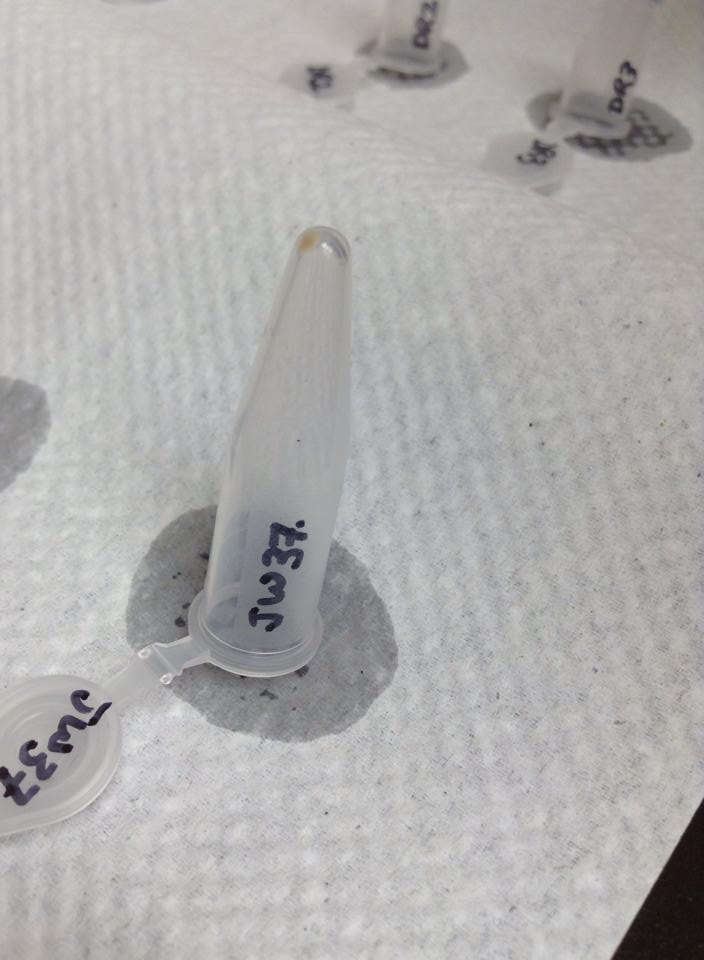 Week 3-DNA Extractions – BES Summer Internship
