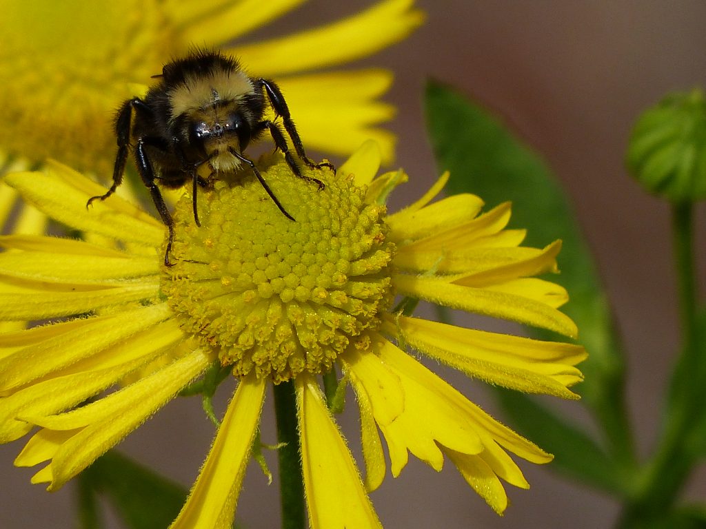 Epps Lab « Mammalian Ecology and Population Genetics