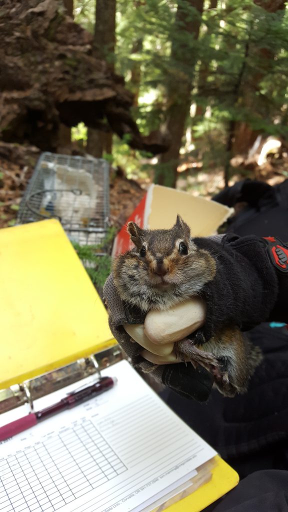 Survival and recruitment of Humboldt’s flying squirrels and Townsend’s ...