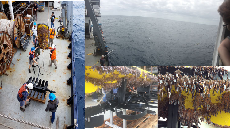 SUZI returns « PICTURES