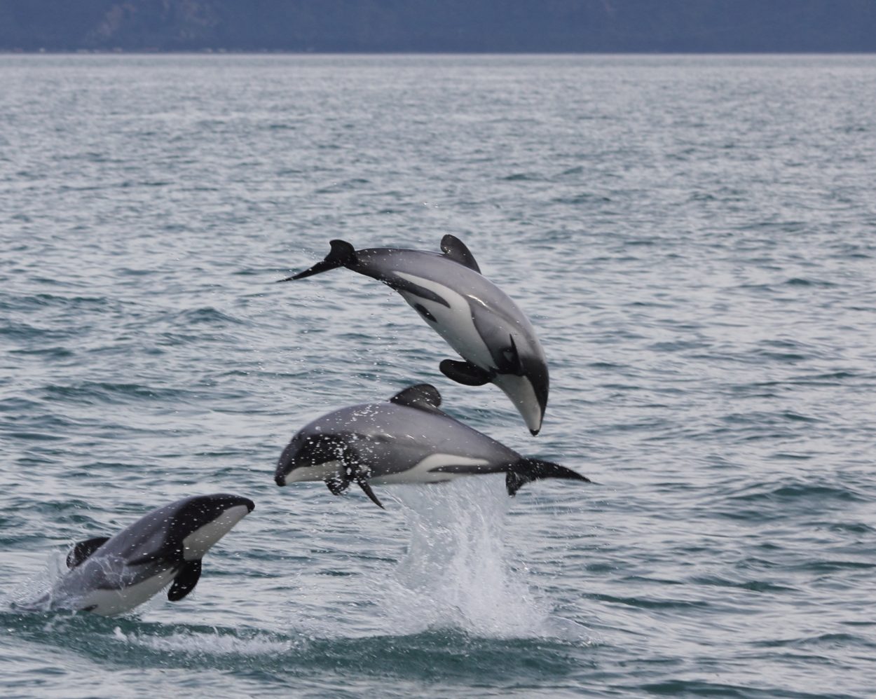 Dolphin Defender – Terra Magazine