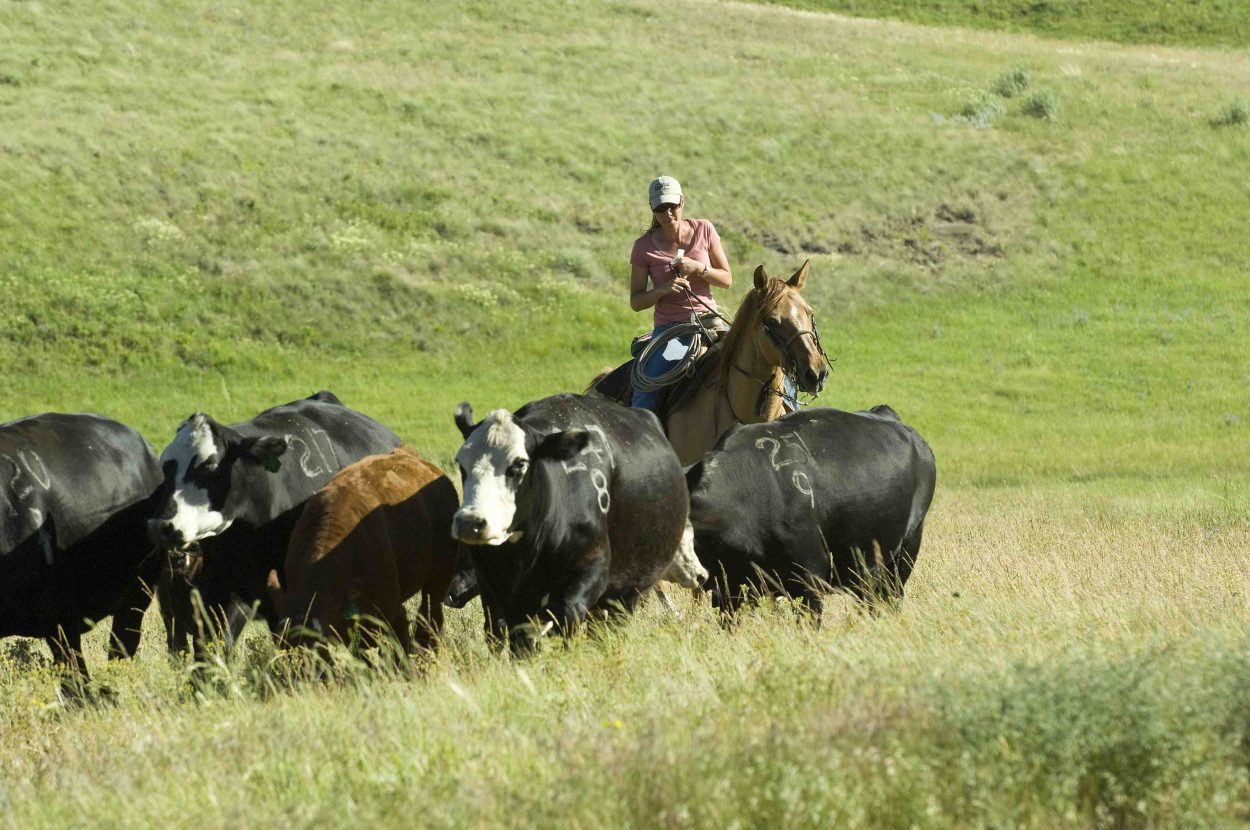 Caring for Cows – Terra Research