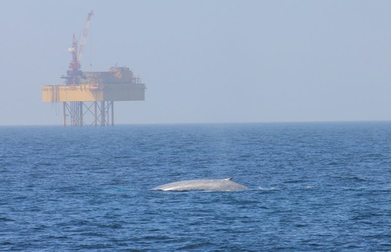 Mother Whales Meet Seafloor Drilling – Terra Magazine