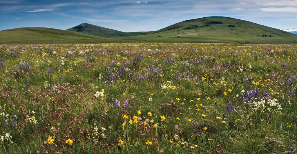 Photo gallery: Flora Around Oregon – Terra Magazine