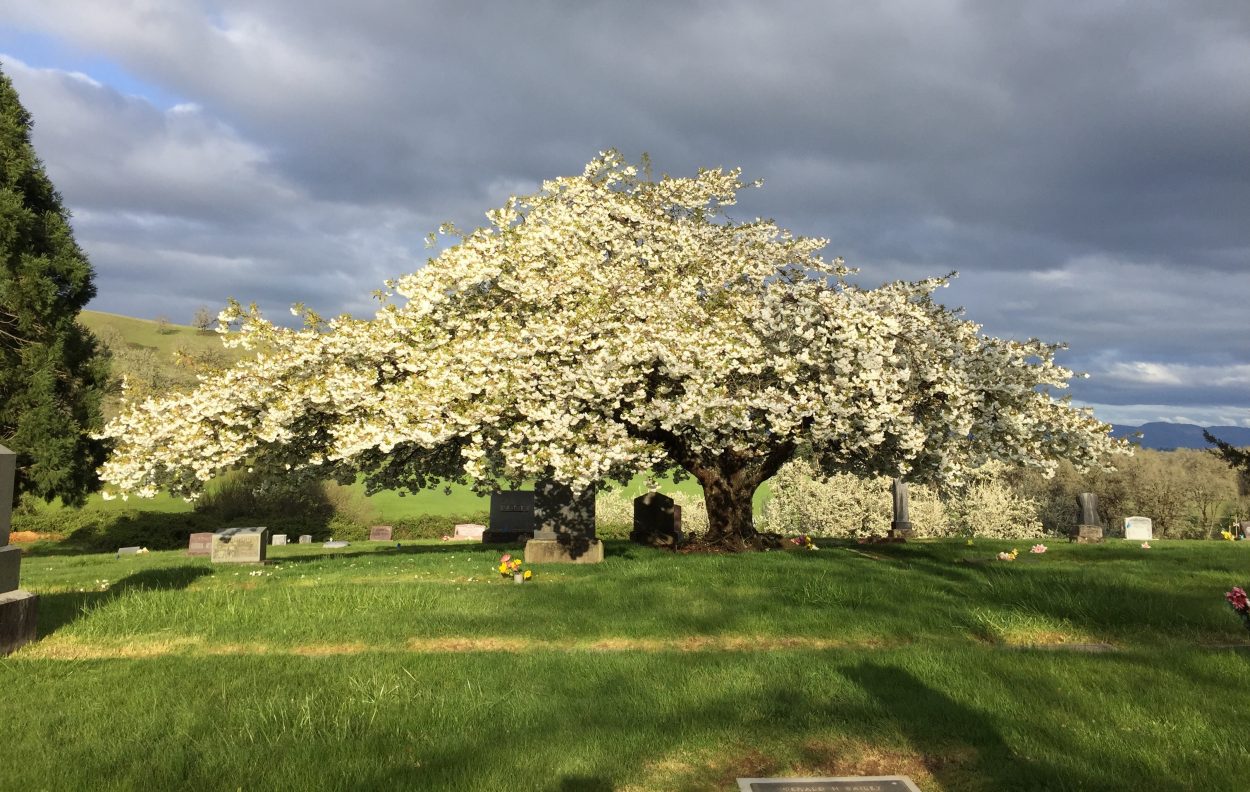 Sustainable Cemeteries – Terra Magazine