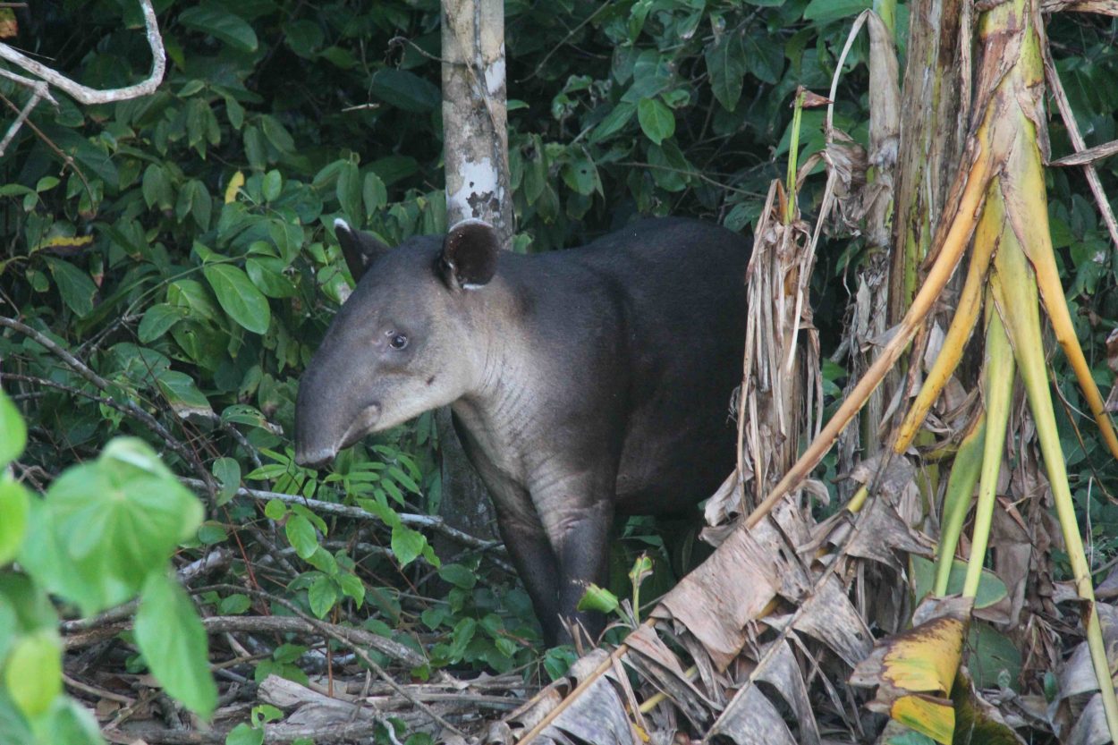 At the Edge of the Forest – Terra Magazine