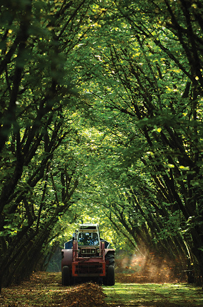 hazelnut-tractor-400 – Terra Magazine