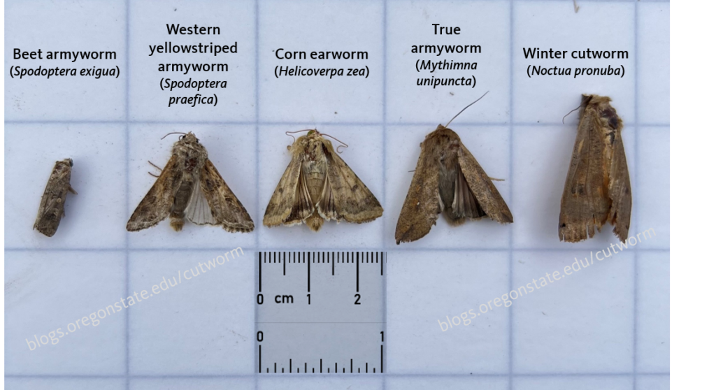 Fall Armyworm Or Just…armyworms In Fall « Cutworm Central