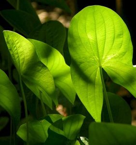 The Kalapuya People, Past and Present « Environmental Arts and ...