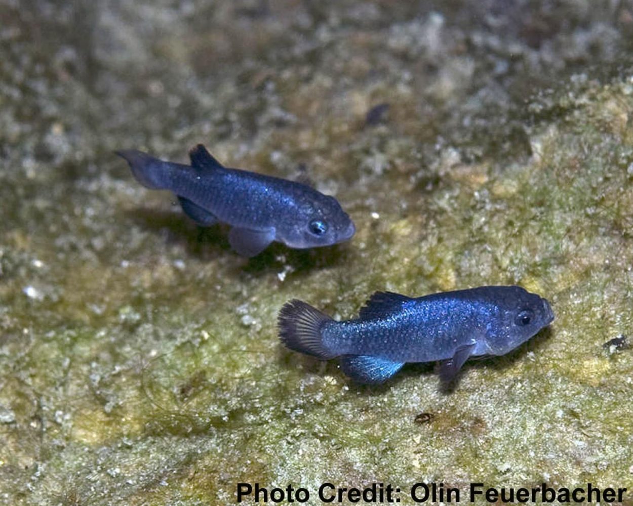 Scientific Environments and Devil’s Hole Pupfish « Environmental Arts ...