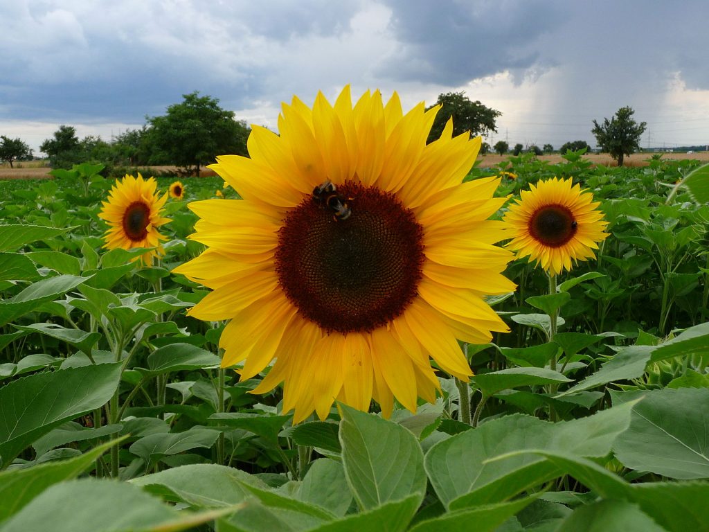 Plant of the Week: Sunflower – Garden Ecology Lab