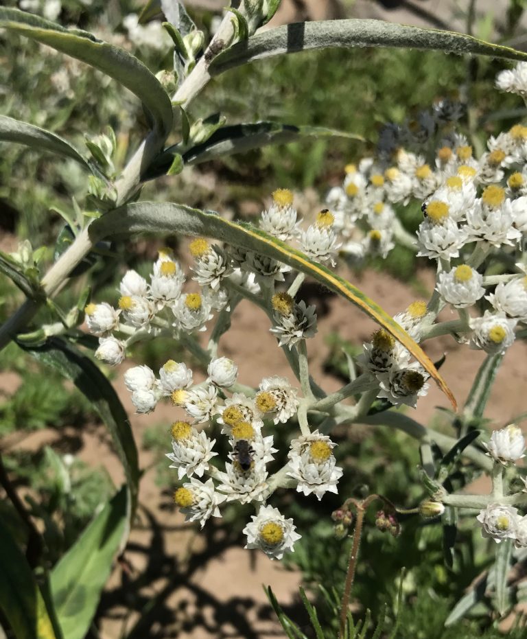Plant of the Week: Western Pearly Everlasting – Garden Ecology Lab