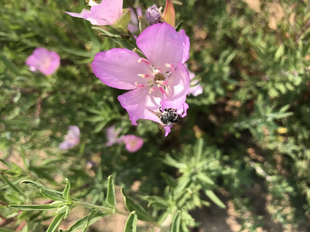 Plant of the Week: Farewell-to-Spring – Garden Ecology Lab