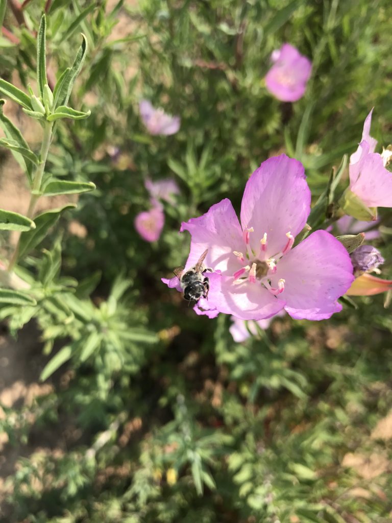 Plant of the Week: Farewell-to-Spring – Garden Ecology Lab