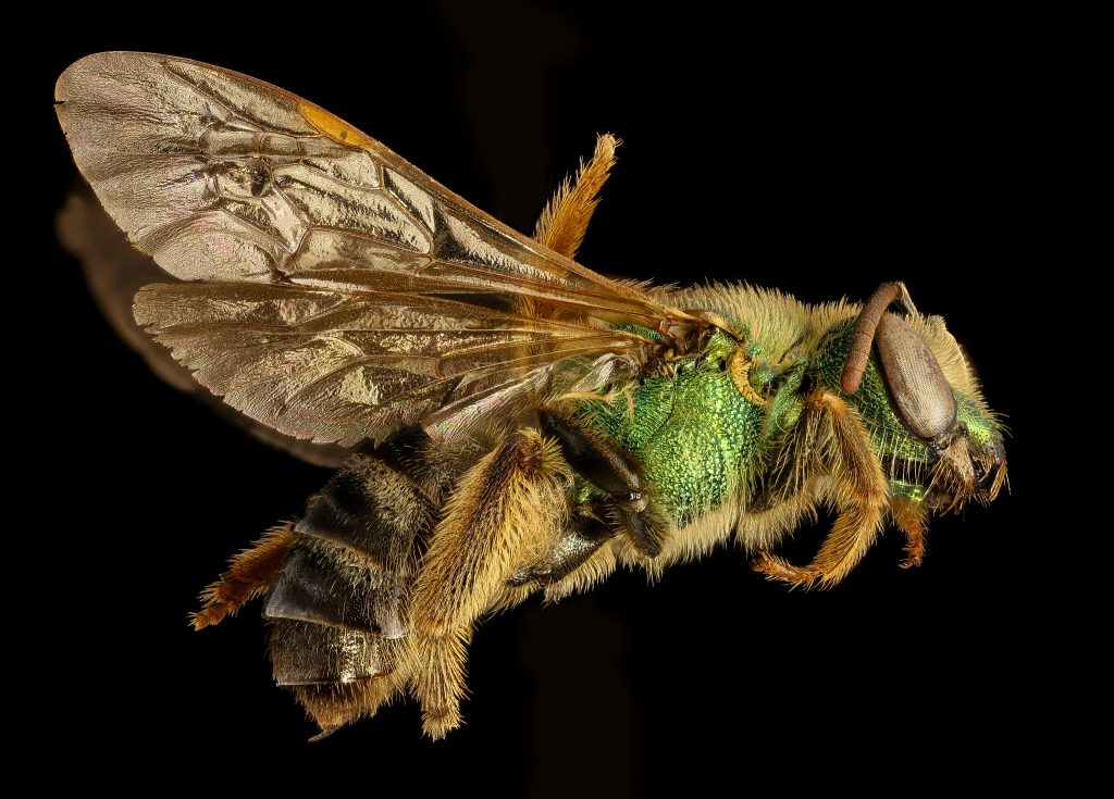 Pollinator of the Week: Virescent Green Metallic Bee – Garden Ecology Lab