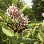 Pollinator of the Week: Western Tiger Swallowtail – Garden Ecology Lab