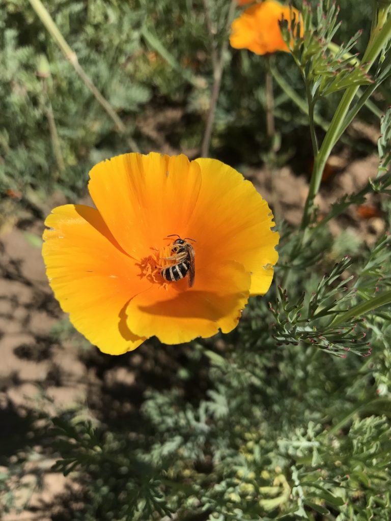 Plant of the Week: California Poppy – Garden Ecology Lab