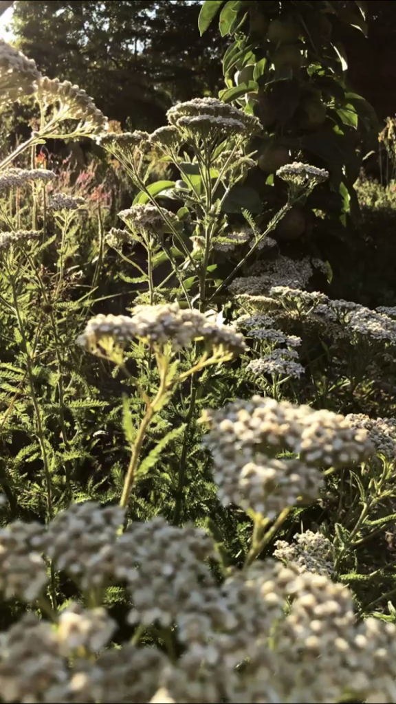 Plant of the Week: Common Yarrow – Garden Ecology Lab