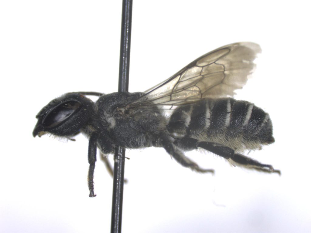 Megachile Bees from Portland-Area Gardens – Garden Ecology Lab