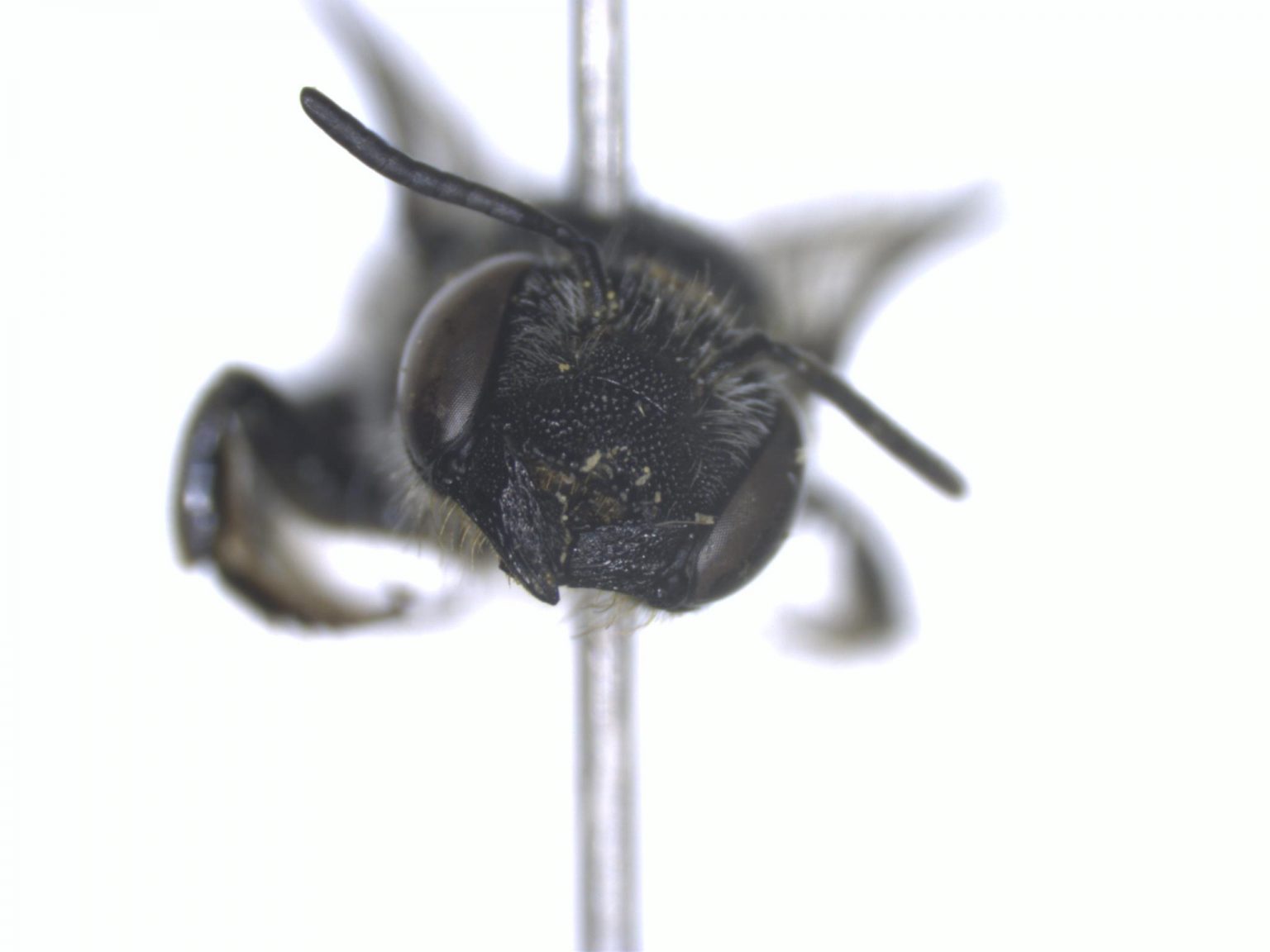 Megachile Bees from Portland-Area Gardens – Garden Ecology Lab
