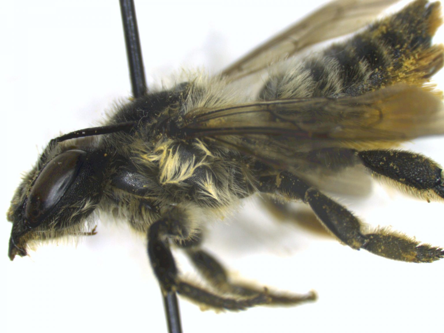 Megachile Bees from Portland-Area Gardens – Garden Ecology Lab