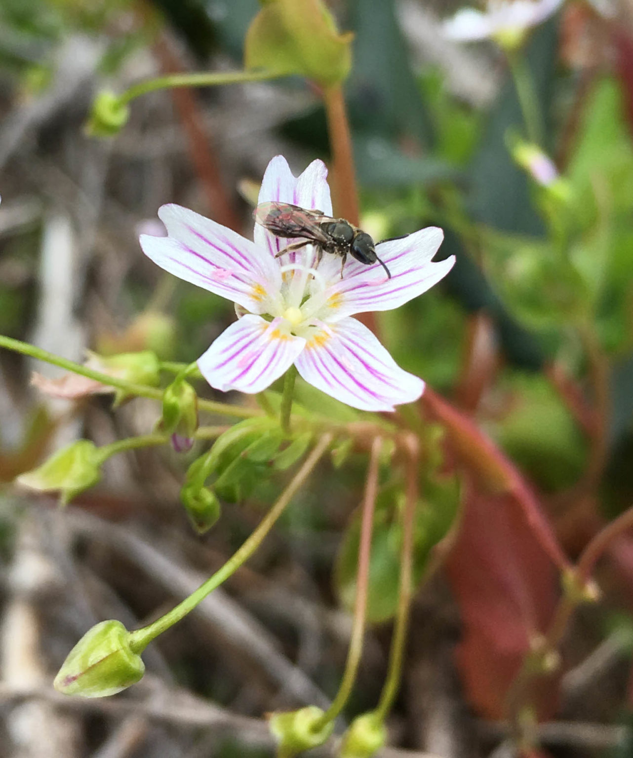 How do we know what flowers bees like? – Garden Ecology Lab