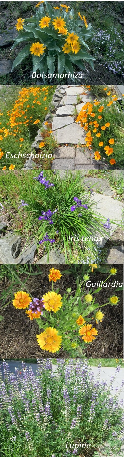 Pollinators in Your Parking Strip – Garden Ecology Lab