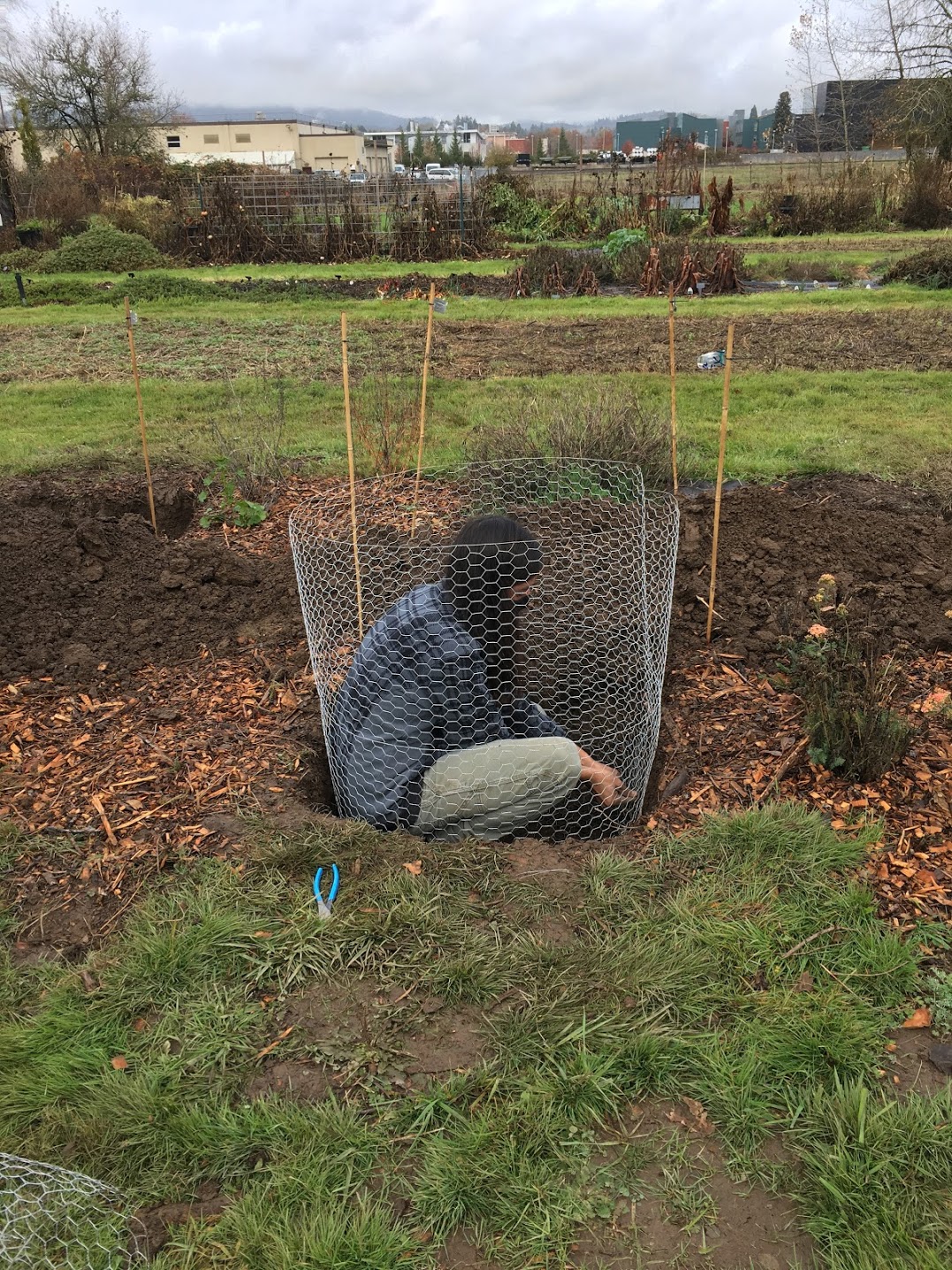A Story of Gophers & Great Camas – Garden Ecology Lab
