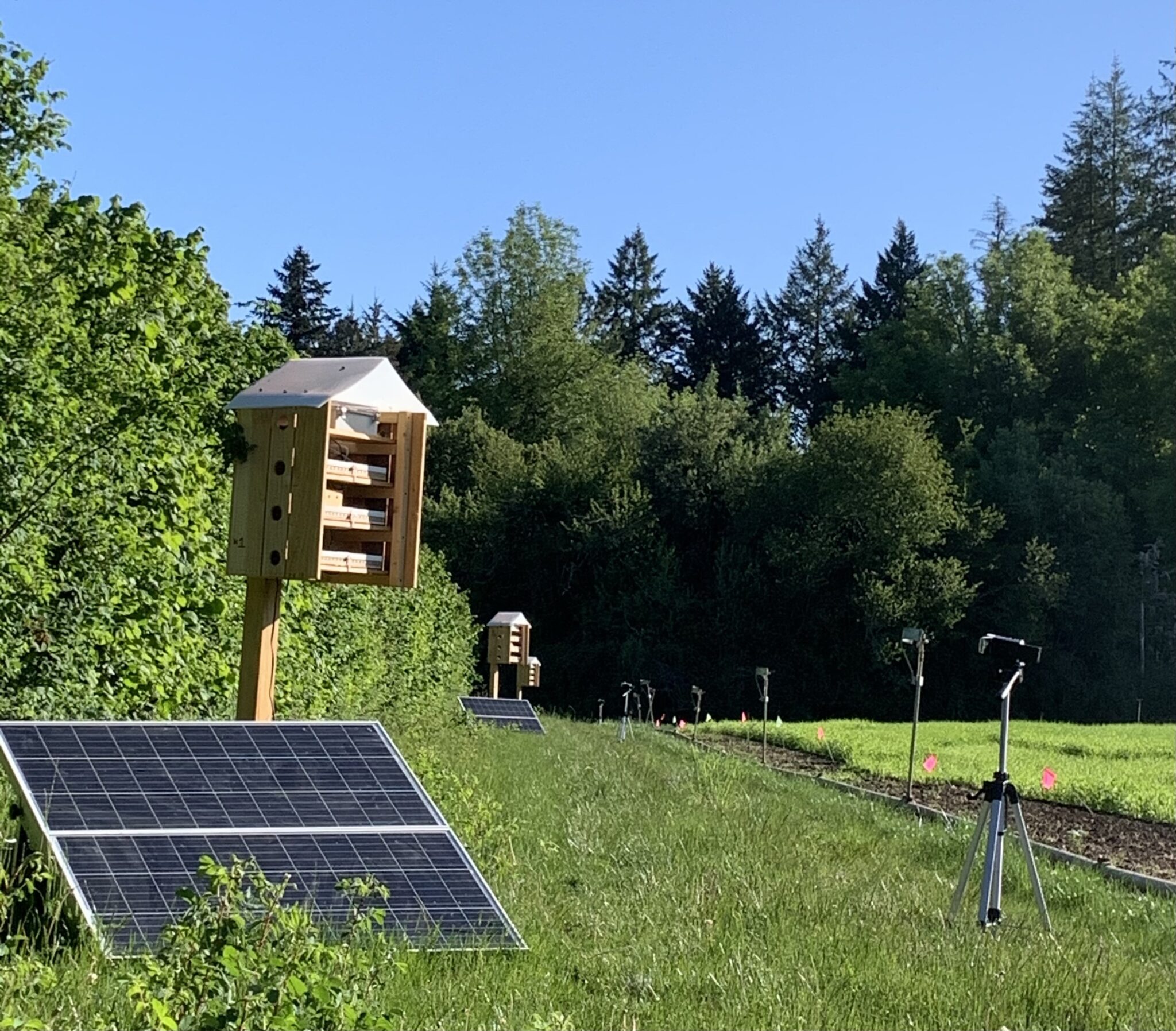 Spring with the Mason Bees – Garden Ecology Lab