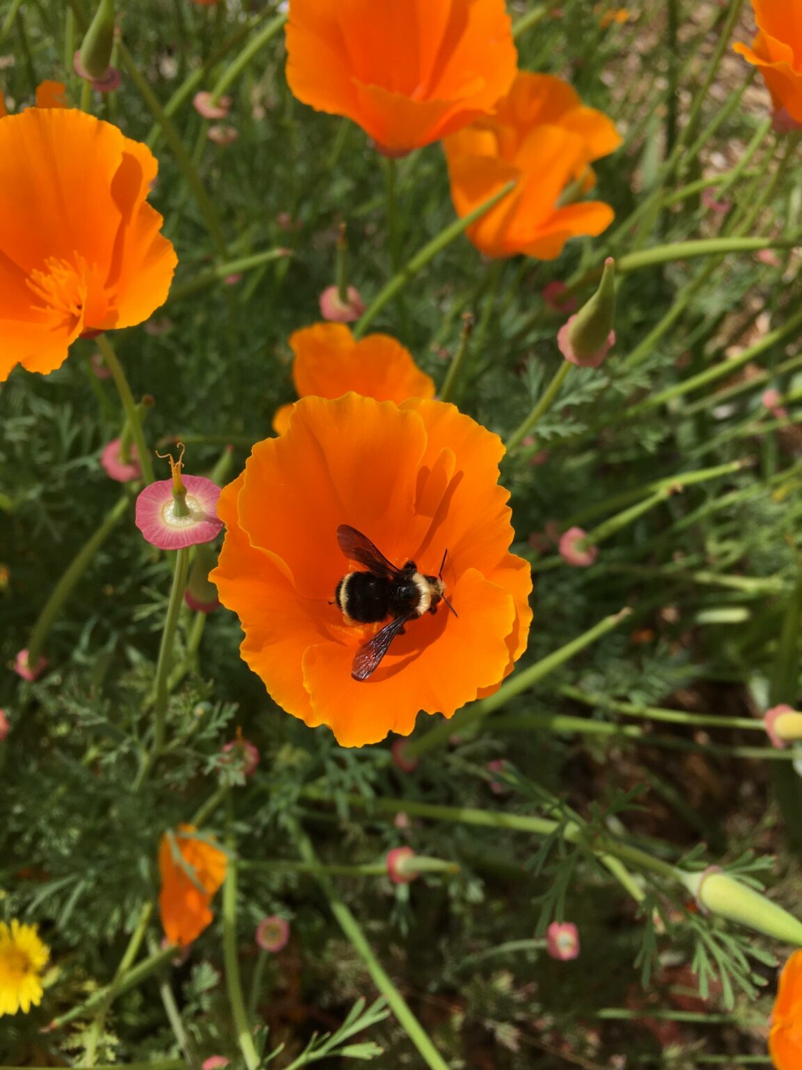 Top 10 Plants for Pollinators | Garden Ecology Lab