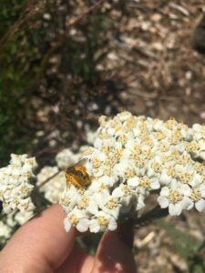 Top 10 Oregon Native Plants for Pollinators: Week 1 – Garden Ecology Lab