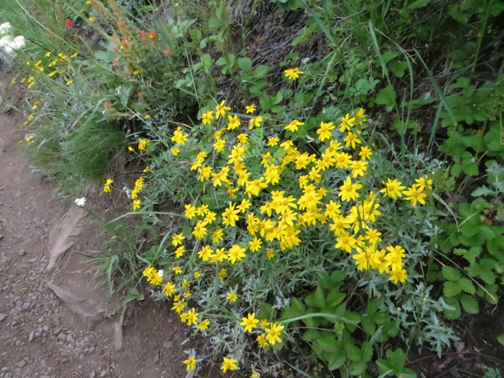 Top 10 Oregon Native Plants for Pollinators: Week 2 – Garden Ecology Lab