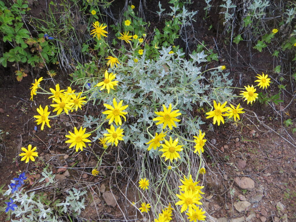Top 10 Oregon Native Plants for Pollinators: Week 2 – Garden Ecology Lab