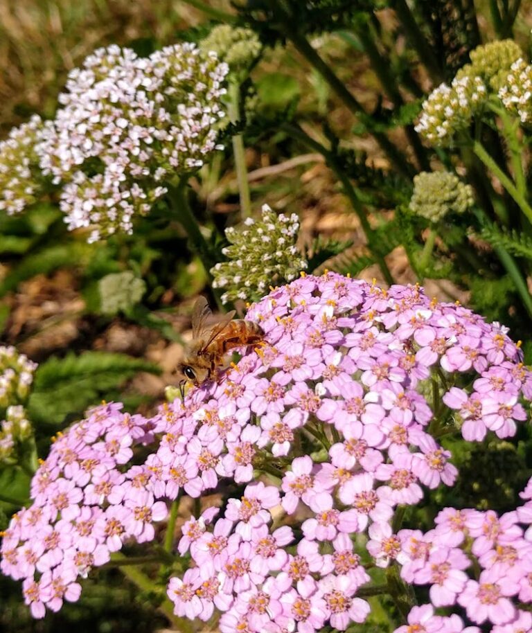 Top 10 Oregon Native Plants for Pollinators: Week 1 – Garden Ecology Lab