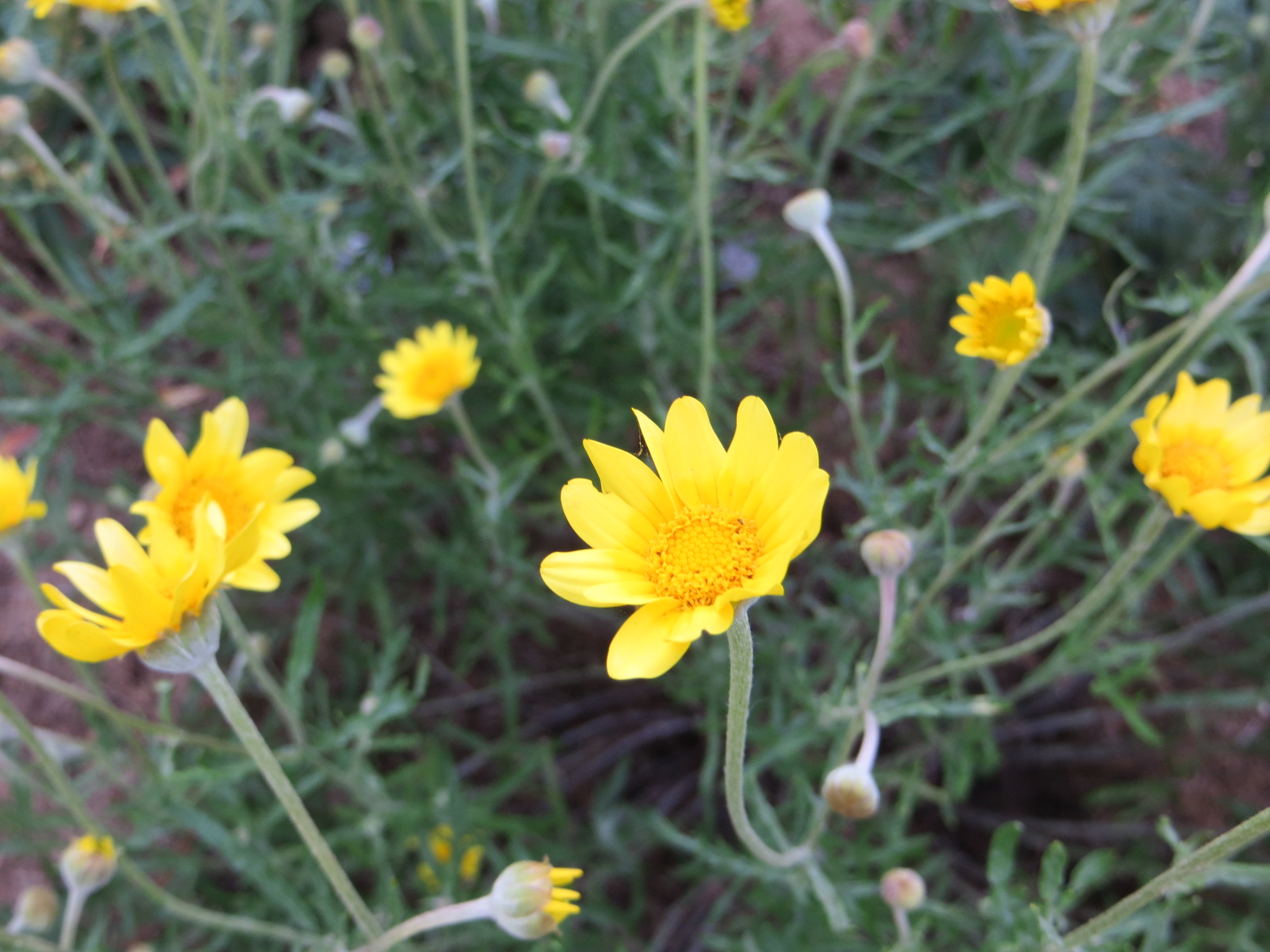 Top 10 Oregon Native Plants for Pollinators: Week 2 – Garden Ecology Lab