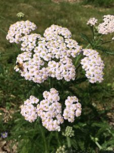 Top 10 Oregon Native Plants for Pollinators: Week 1 – Garden Ecology Lab