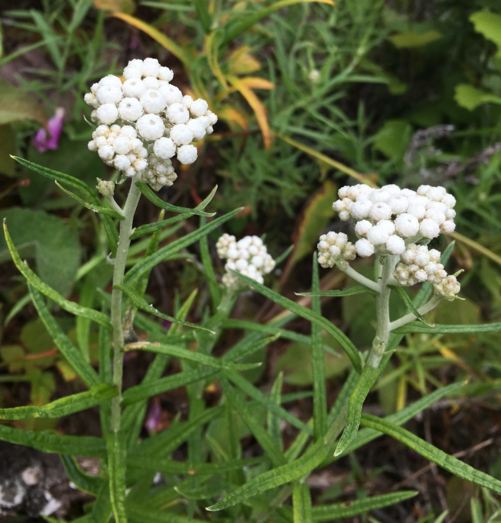 Top 10 Oregon Native Plants for Pollinators: Week 3 – Garden Ecology Lab