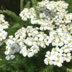 Top 10 Oregon Native Plants for Pollinators: Week 1 – Garden Ecology Lab